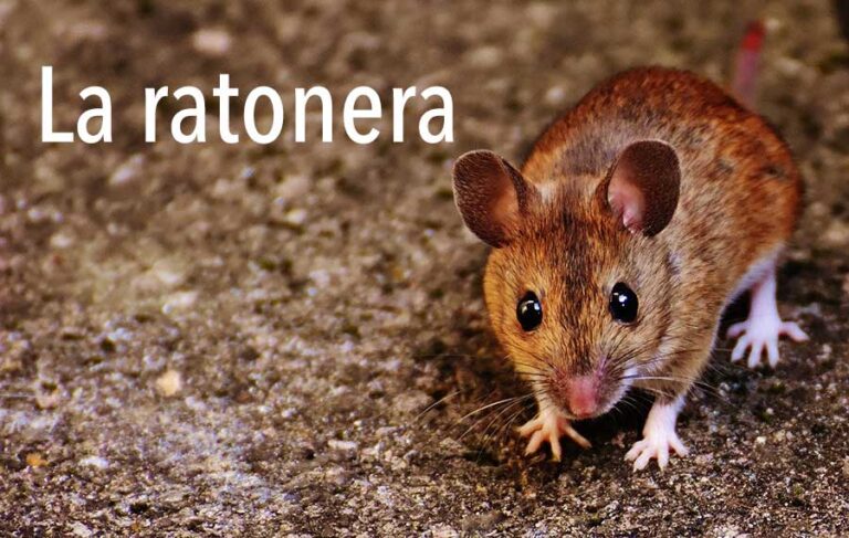 ᐅ La RATONERA - CUENTOS con valores - padrenuestro.net